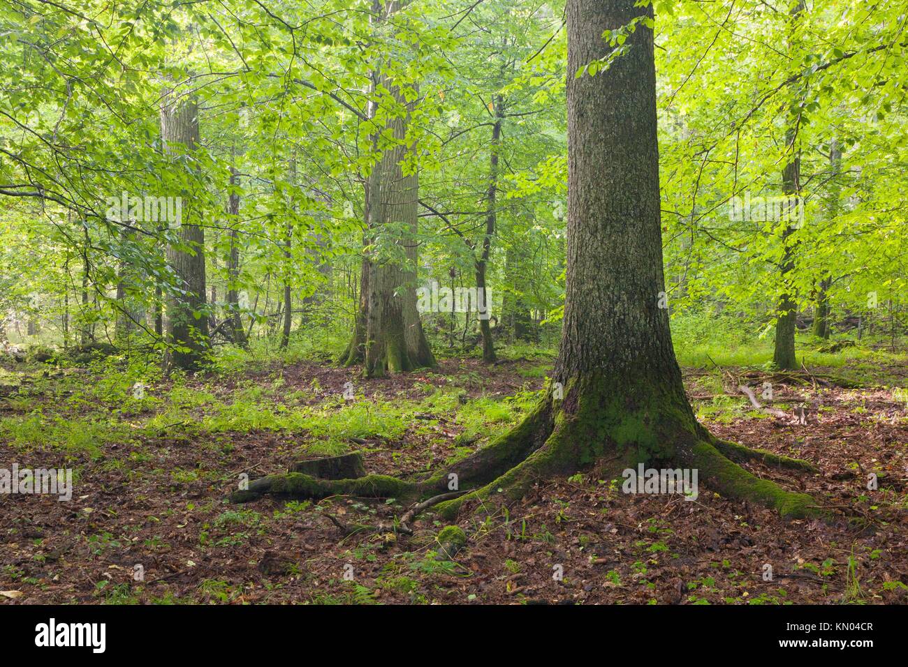 Eastern deciduous forest canopy hi-res stock photography and images - Alamy