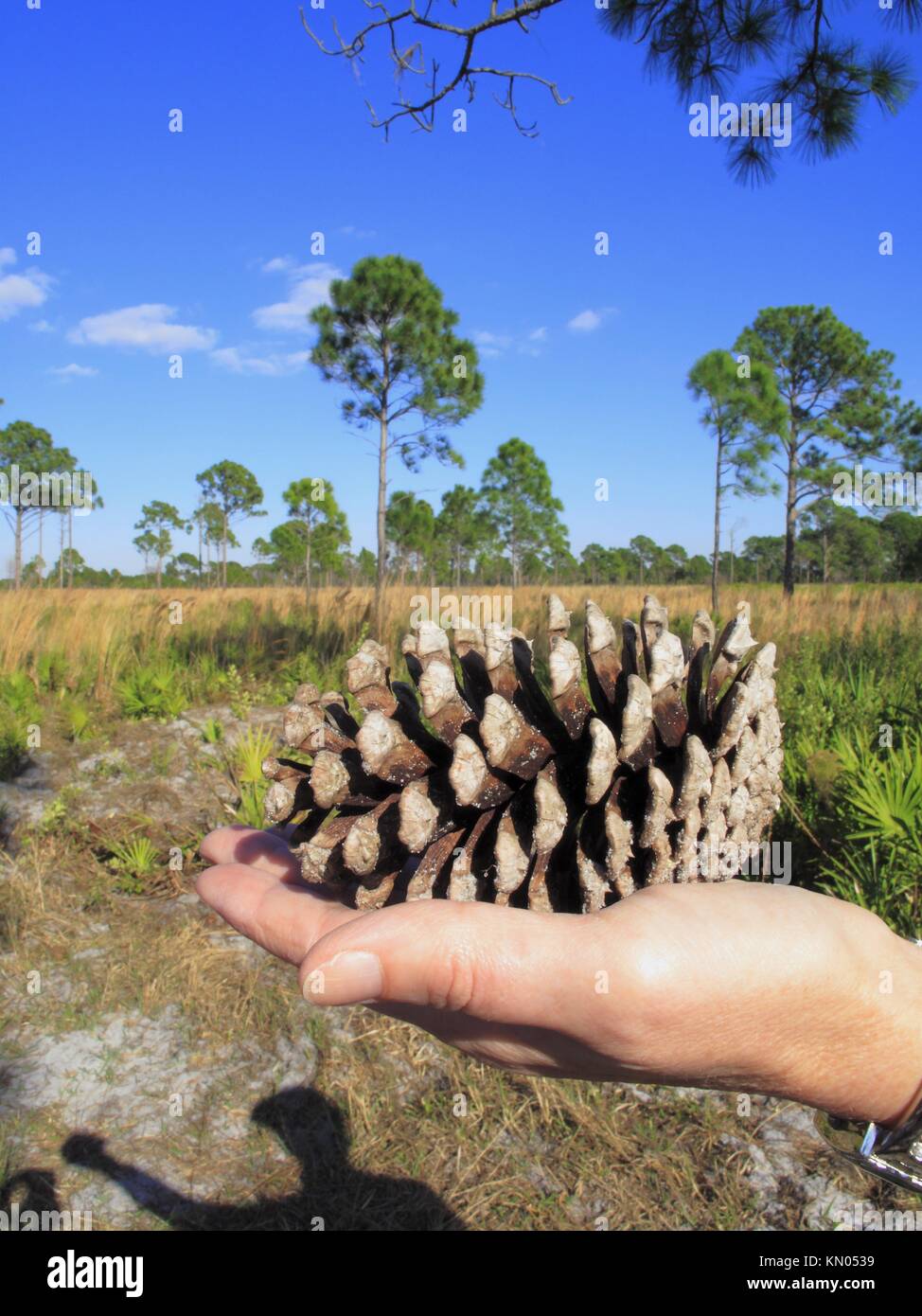 South Florida Pine Tree High Resolution Stock Photography and Images ...