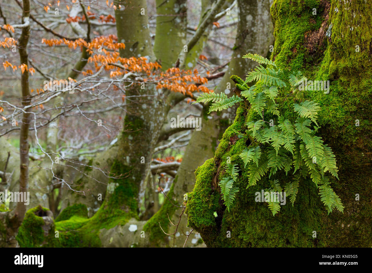 Ferns, Beech forest, Gorbeia Natural Park, Bizkaia, Basque Country ...