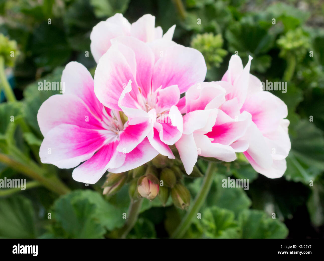 Picotee hi-res stock photography and images - Alamy