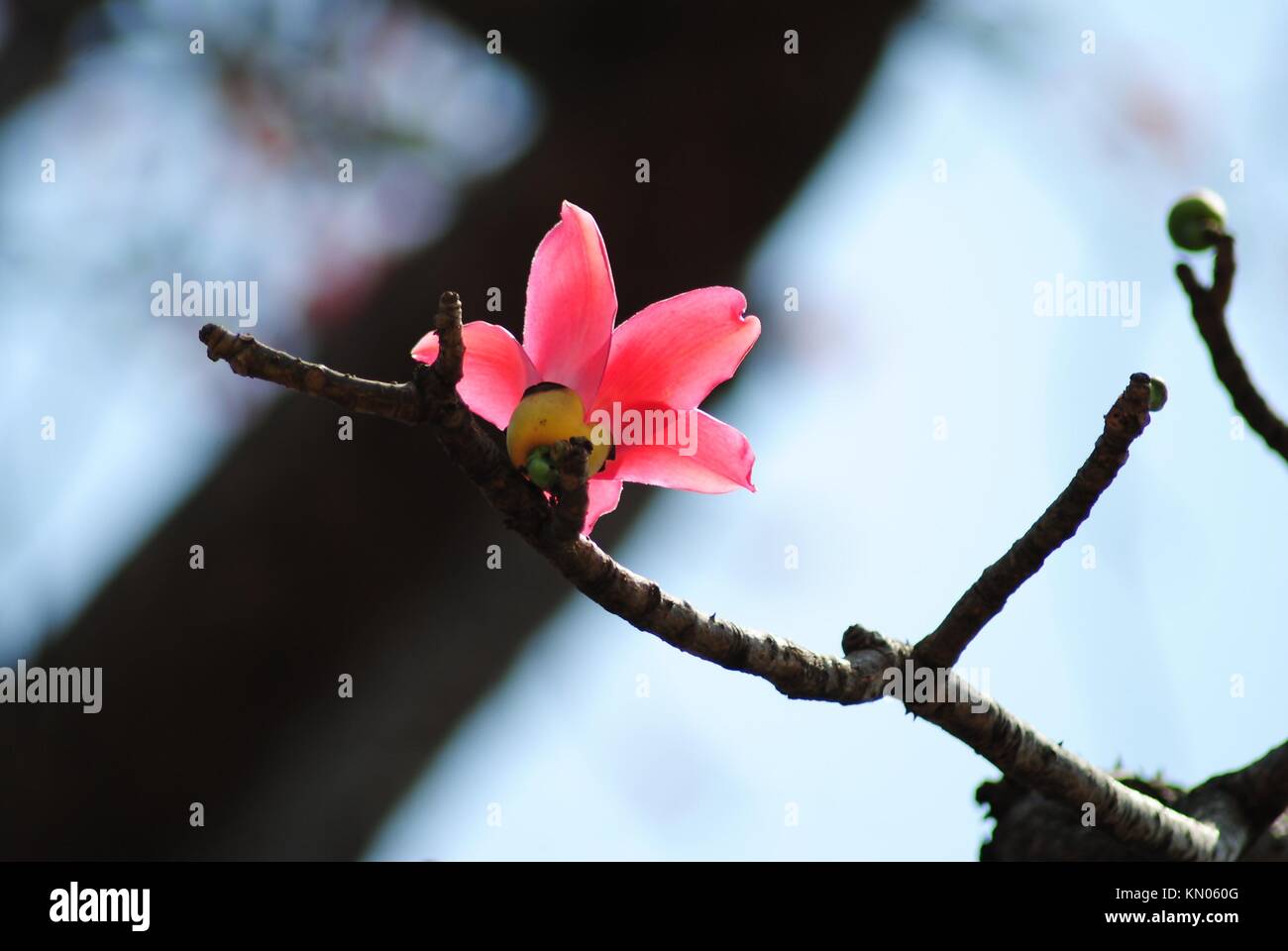 Cotton plant india hi-res stock photography and images - Alamy