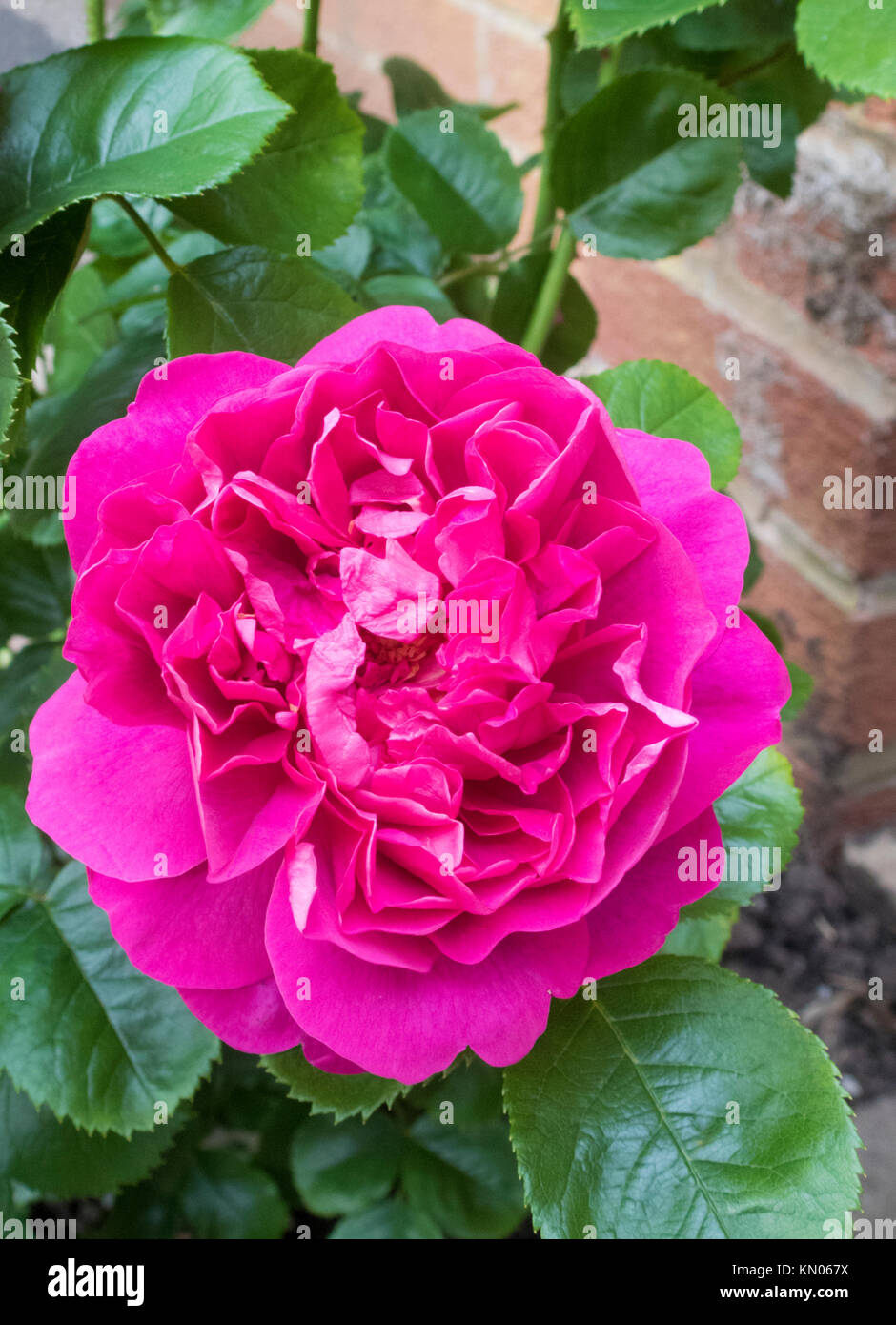 English Rose Variety Princess Anne in Flower Stock Photo - Alamy