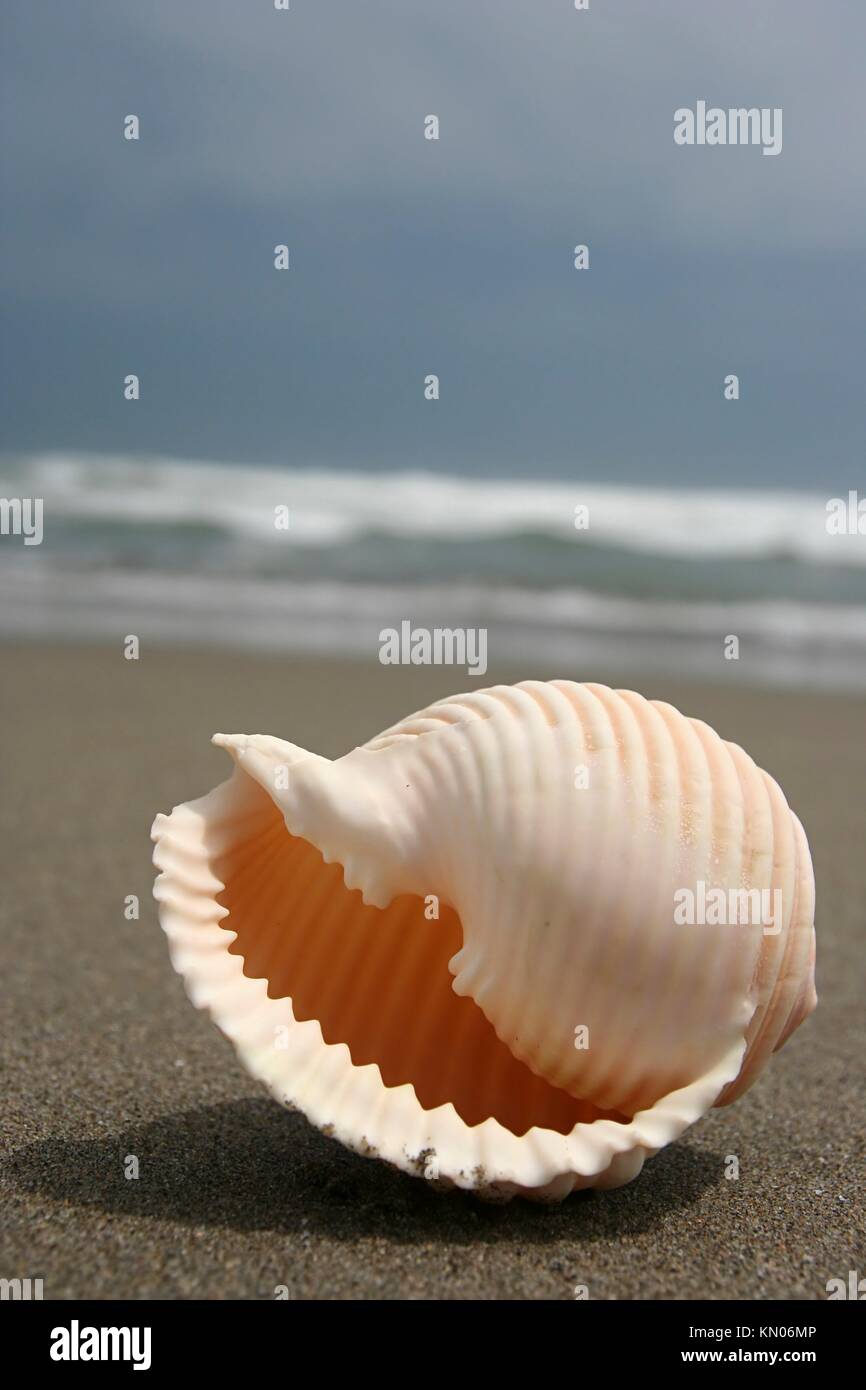 Close-up of a conch shell at a peruvian beach Beautiful Details and ...