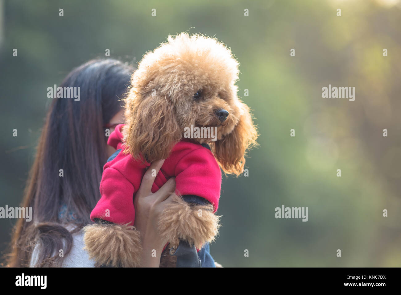 Toy Poodle playing with its female master in a park Stock Photo - Alamy