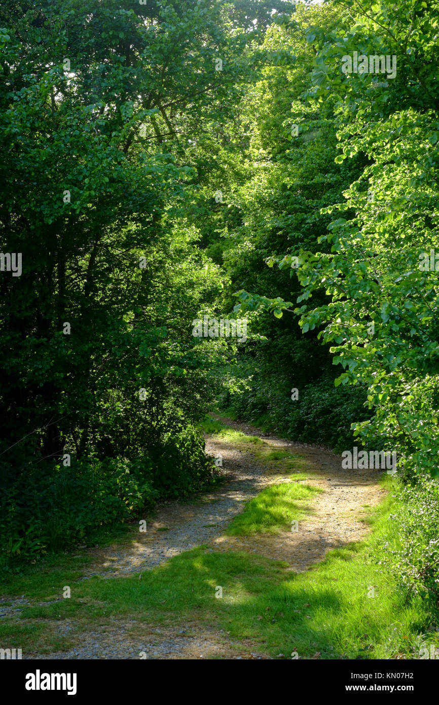 Path leading to a wood in the English countryside Stock Photo - Alamy