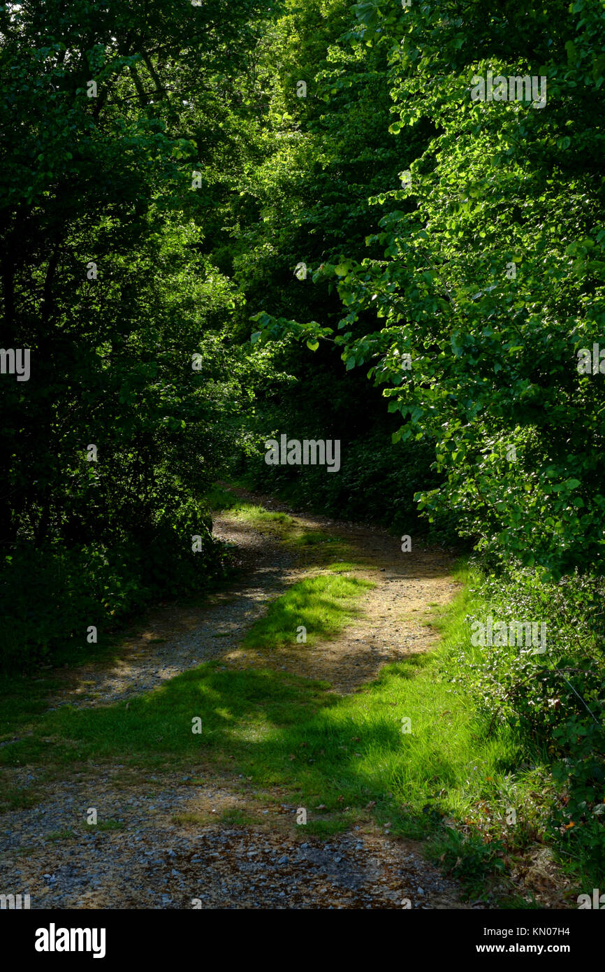 Path leading to a wood in the English countryside Stock Photo - Alamy