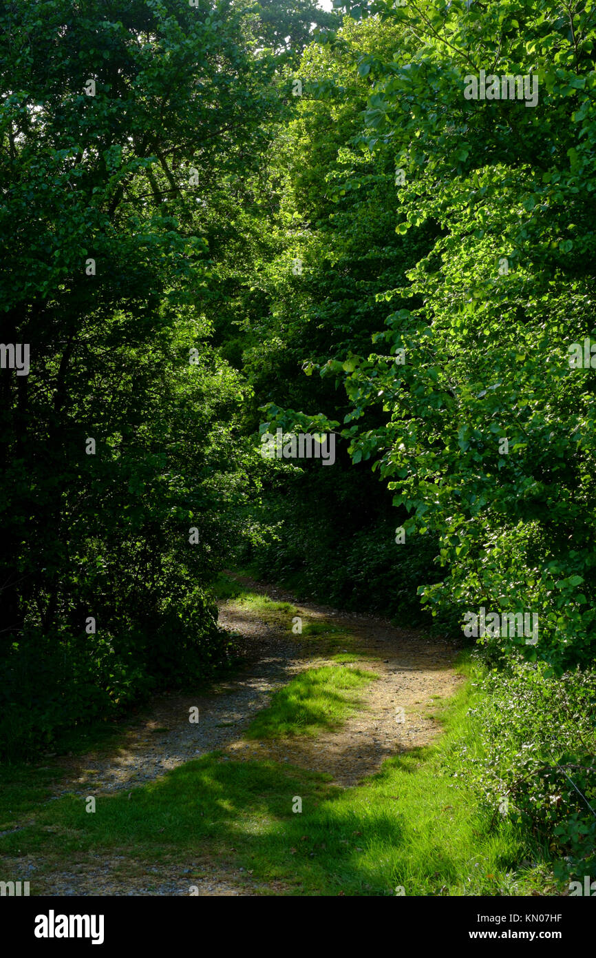 Path leading to a wood in the English countryside Stock Photo - Alamy