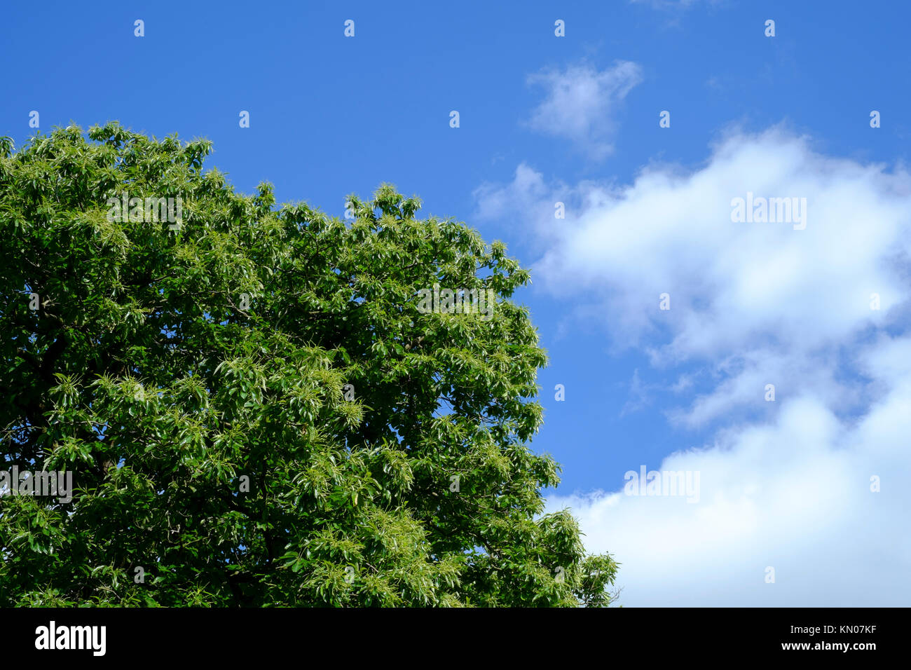 Tree top with blue sky Stock Photo - Alamy