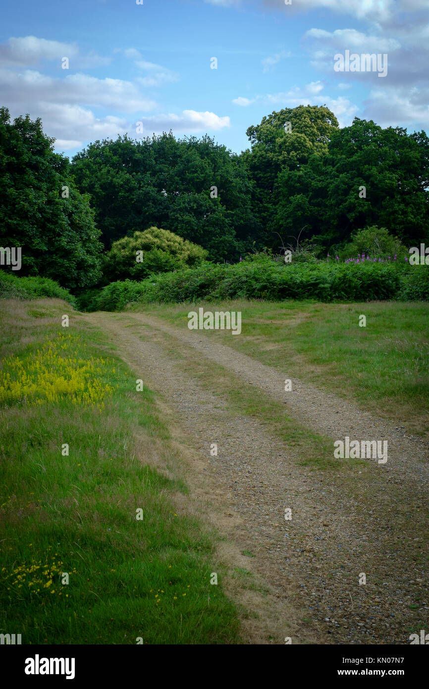 Path leading to a wood in the English countryside Stock Photo - Alamy
