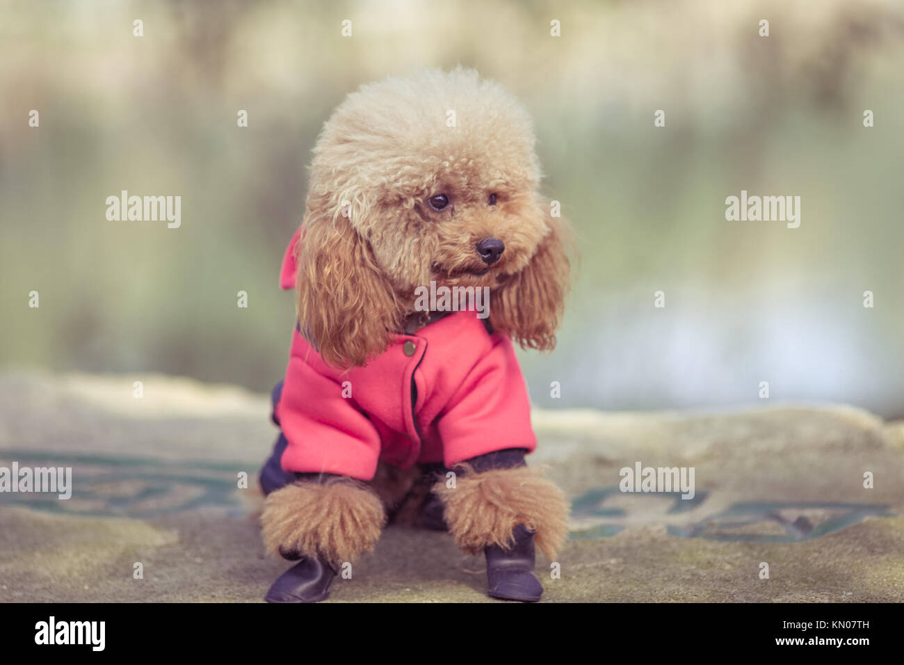 Toy Poodle playing in a park in city of China Stock Photo - Alamy