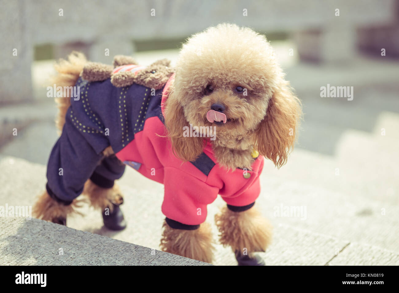 What Does A Chinese Poodle Dog