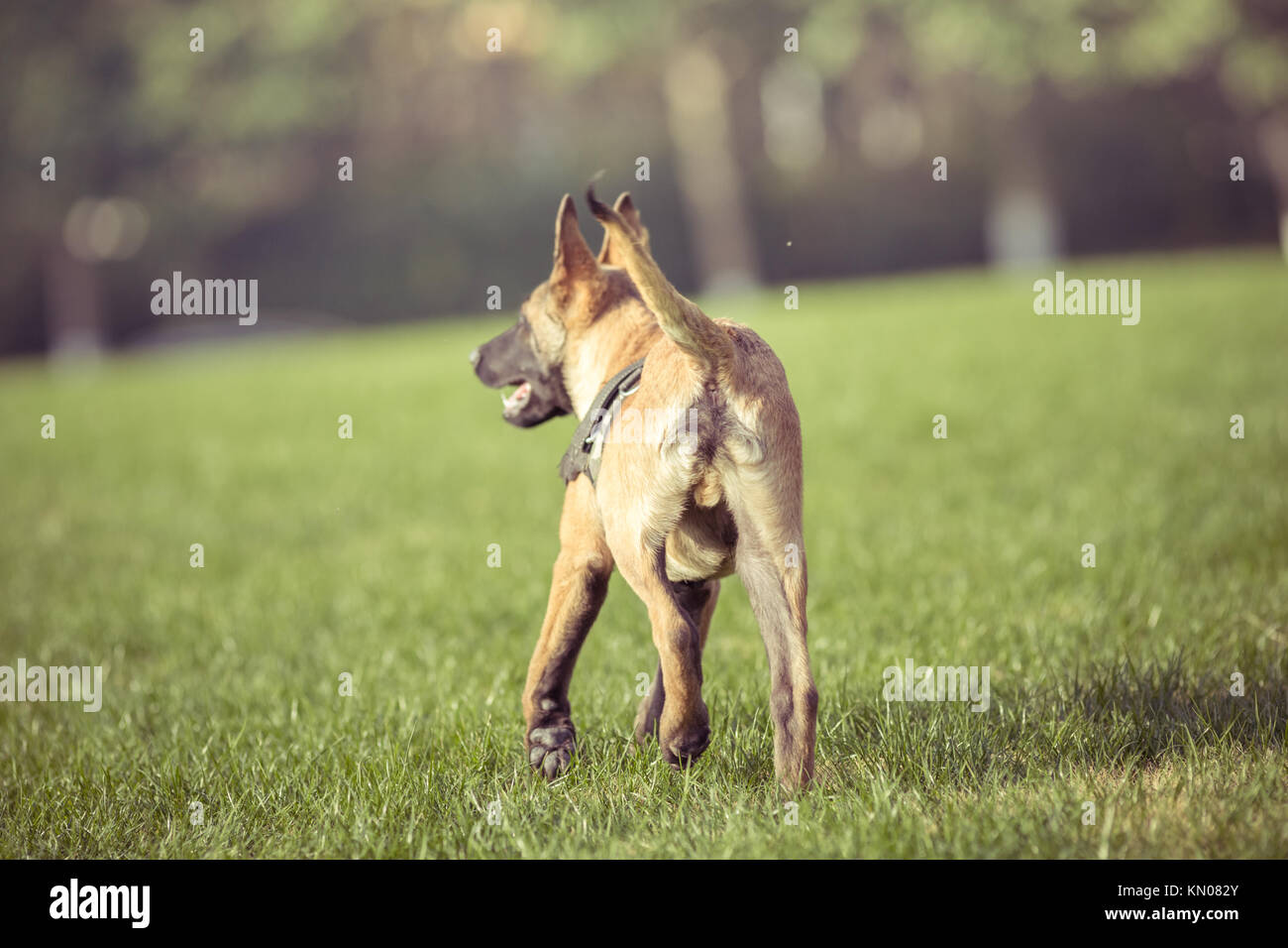 Happy pet dogs playing on Grass in a park Stock Photo - Alamy