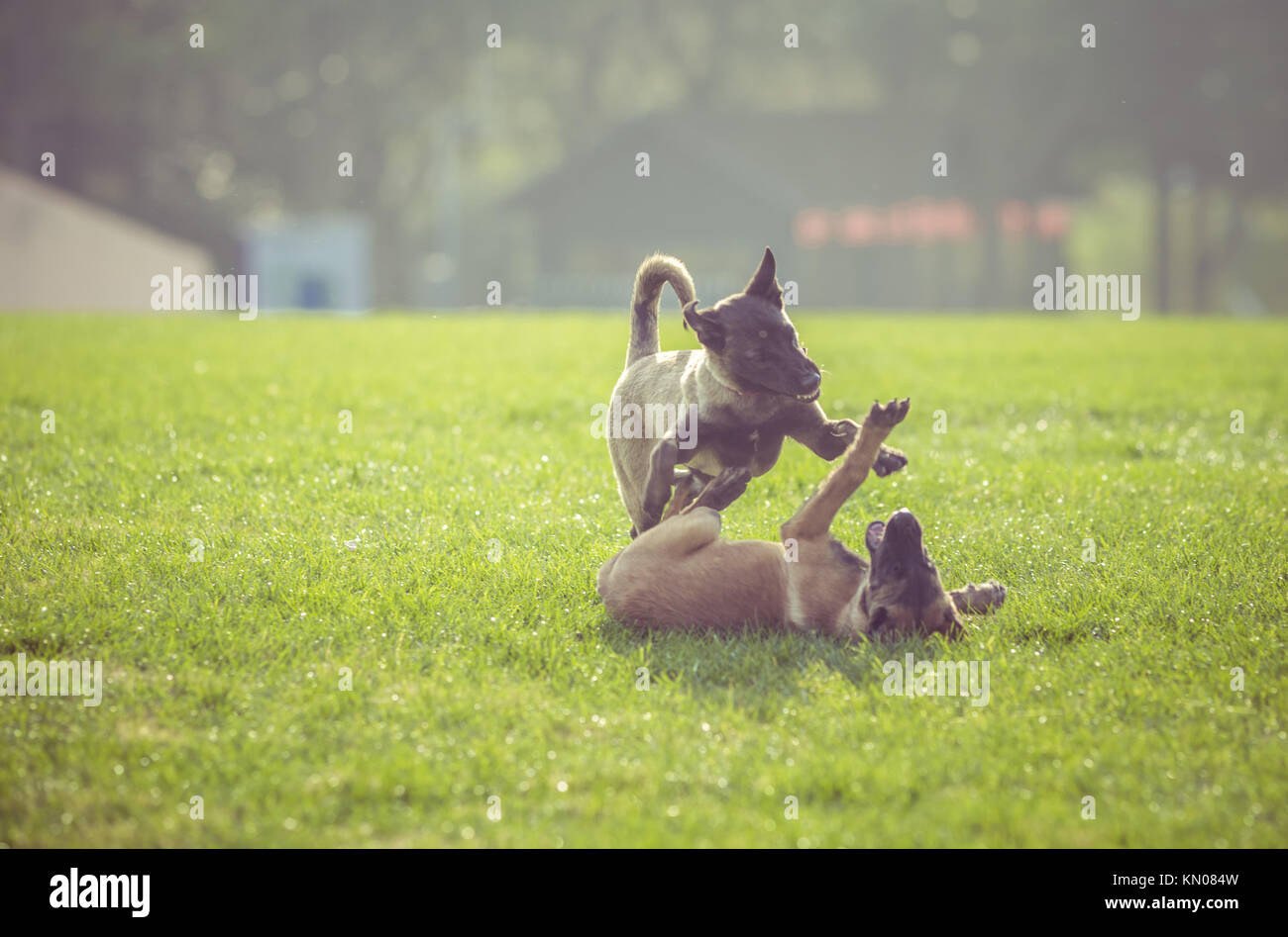 Happy pet dogs playing on Grass in a park Stock Photo - Alamy