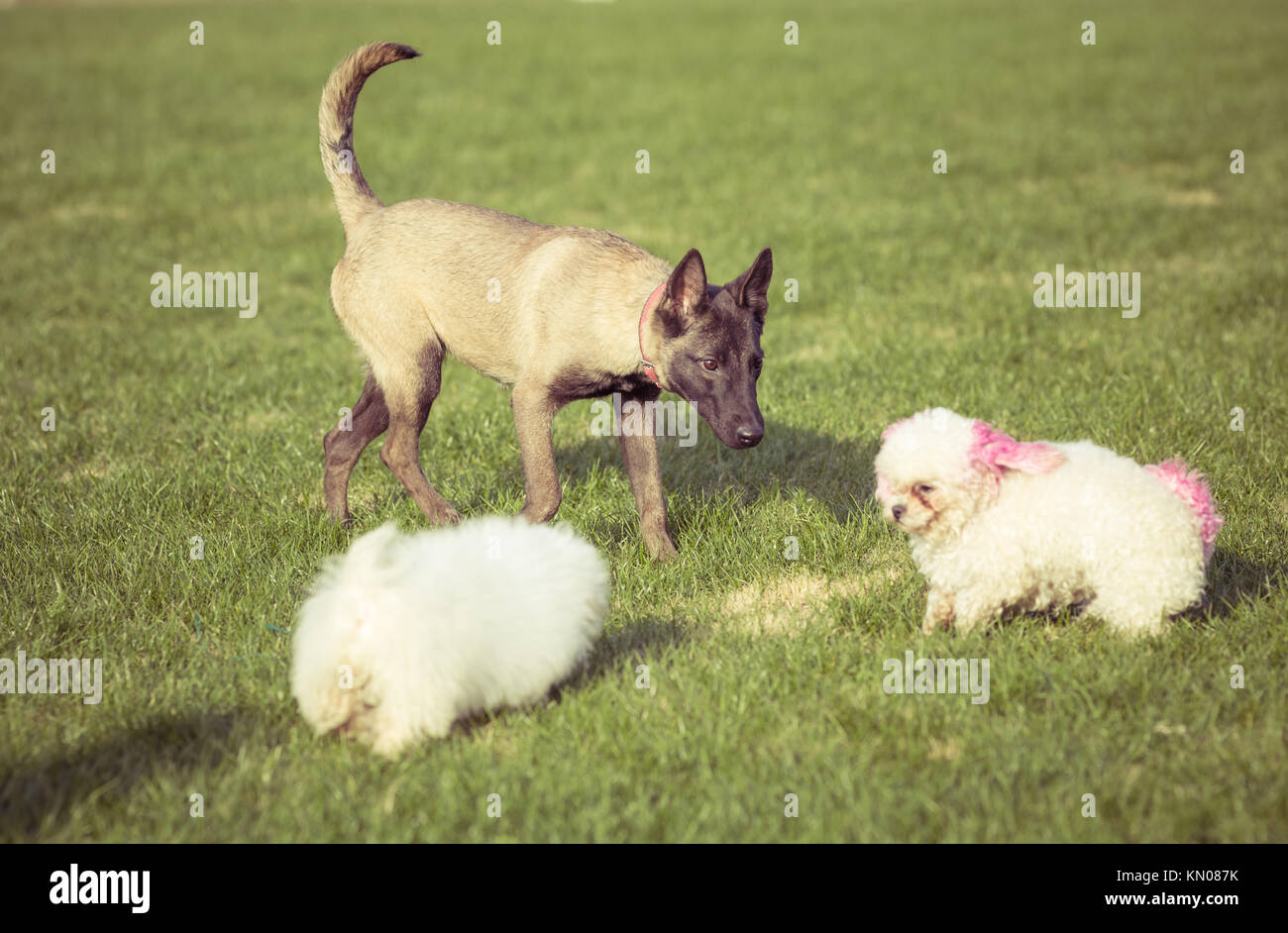 Happy pet dogs playing on Grass in a park Stock Photo - Alamy