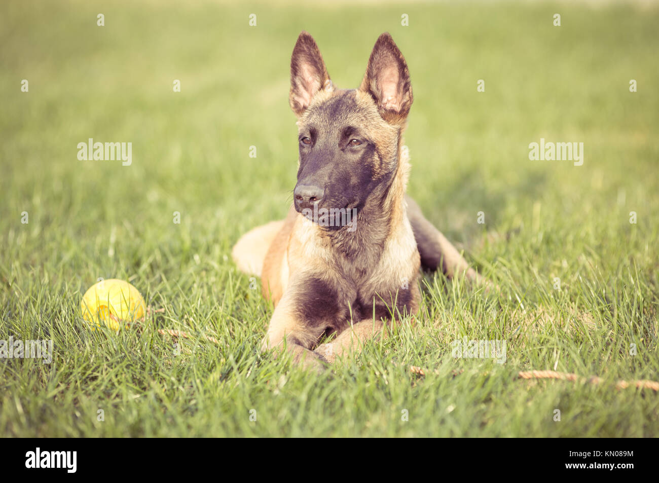 Happy pet dogs playing on Grass in a park Stock Photo - Alamy