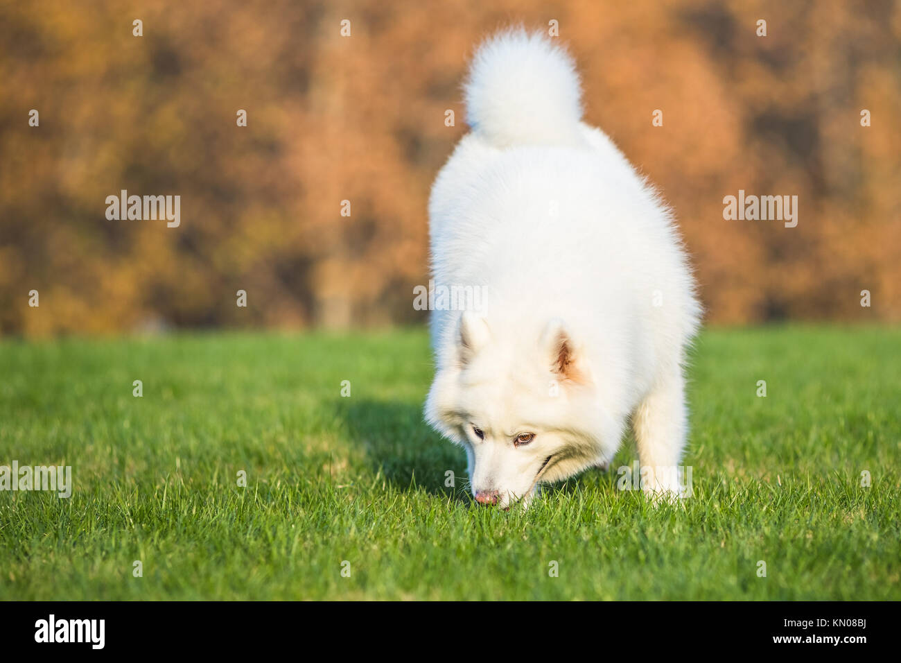 Happy pet dogs playing on Grass in a park Stock Photo - Alamy