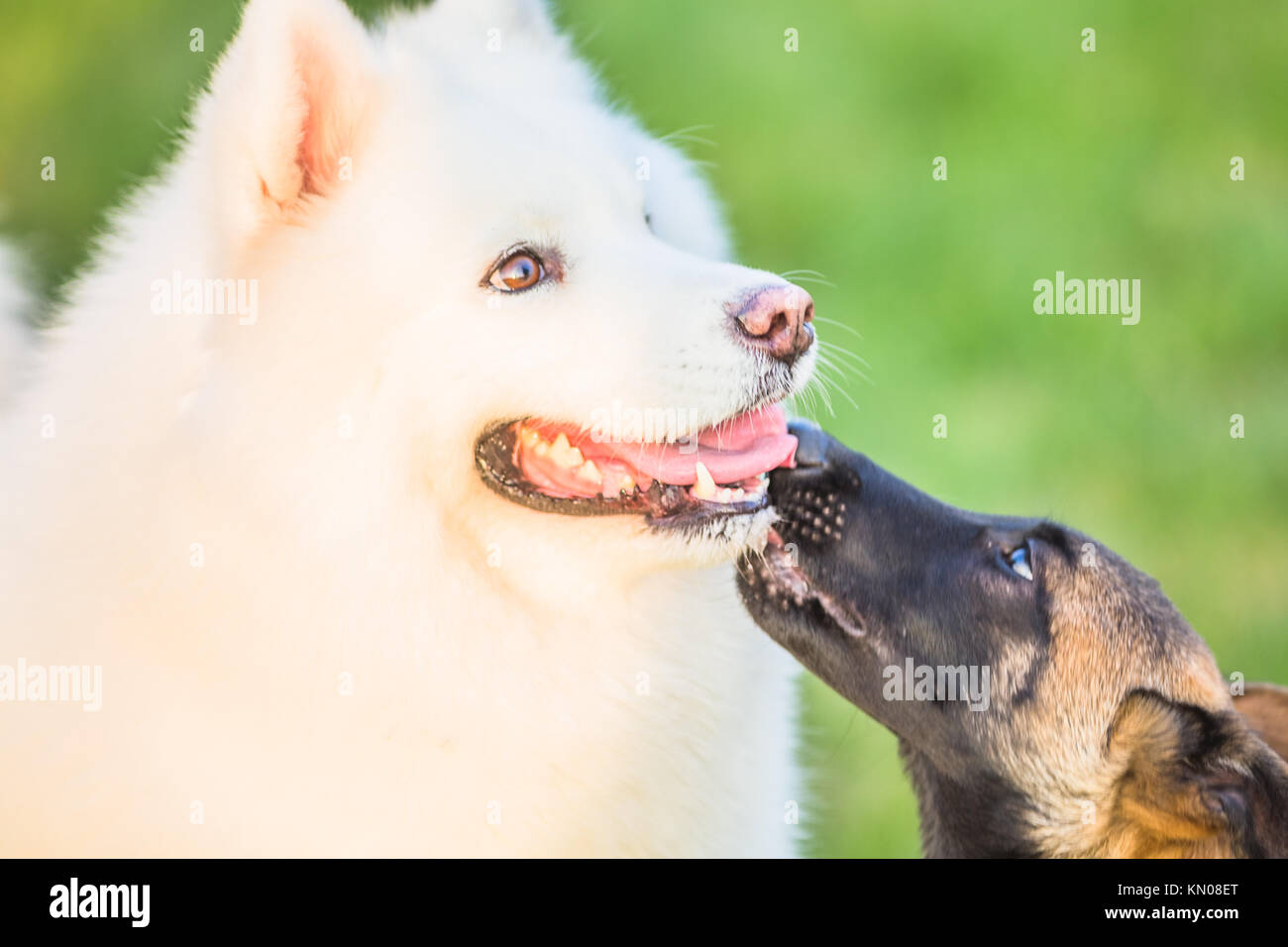 Happy pet dogs playing on Grass in a park Stock Photo - Alamy