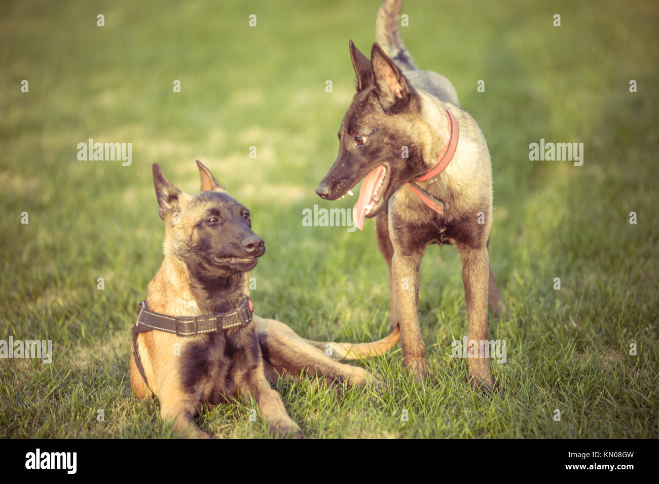 Happy pet dogs playing on Grass in a park Stock Photo - Alamy