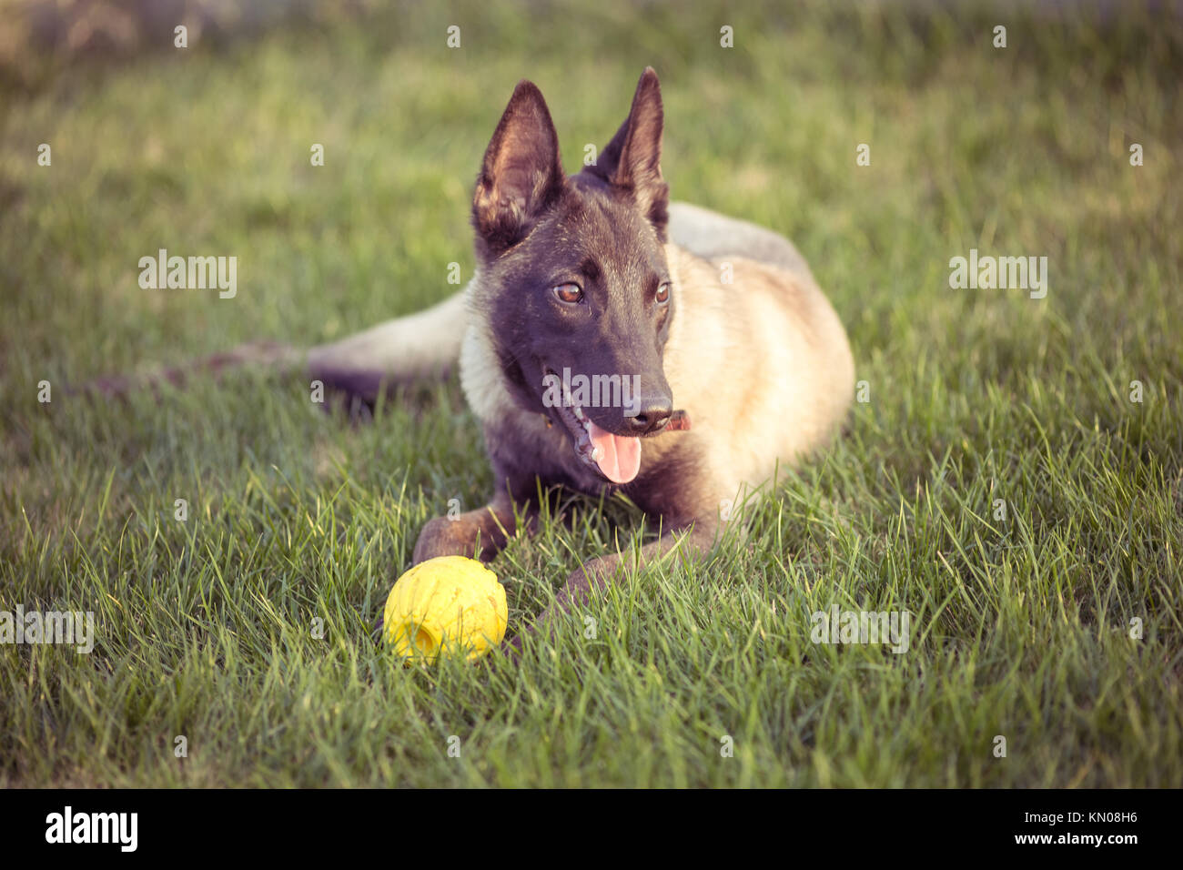 Happy pet dogs playing on Grass in a park Stock Photo - Alamy