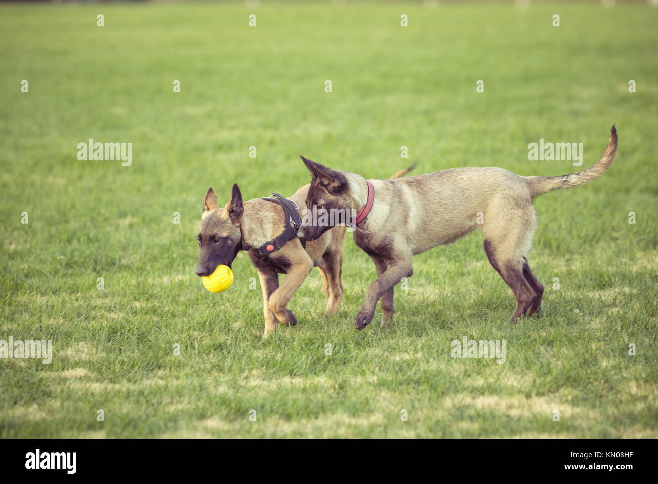 Happy pet dogs playing on Grass in a park Stock Photo - Alamy