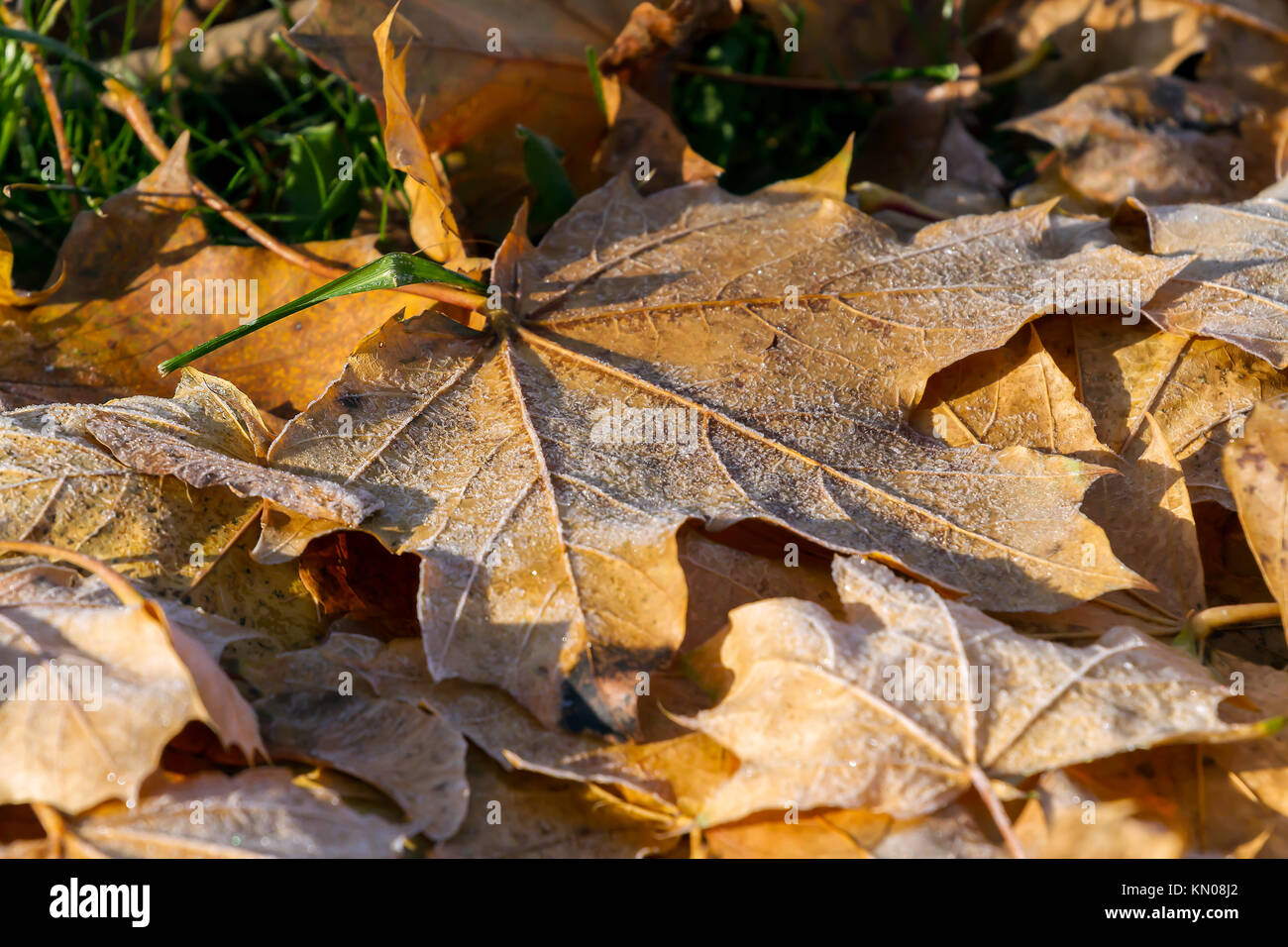 dead maple leaves on the ground covered in frost Stock Photo - Alamy