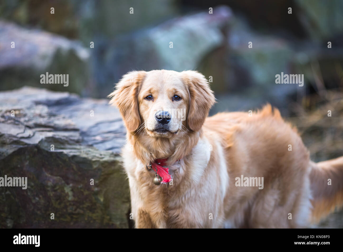 Happy pet dogs playing in a park Stock Photo - Alamy