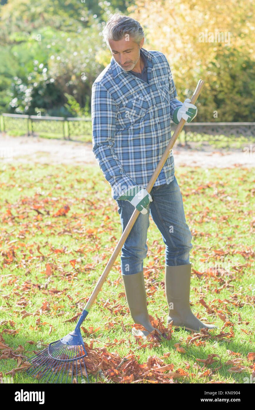 Man raking up leaves Stock Photo - Alamy