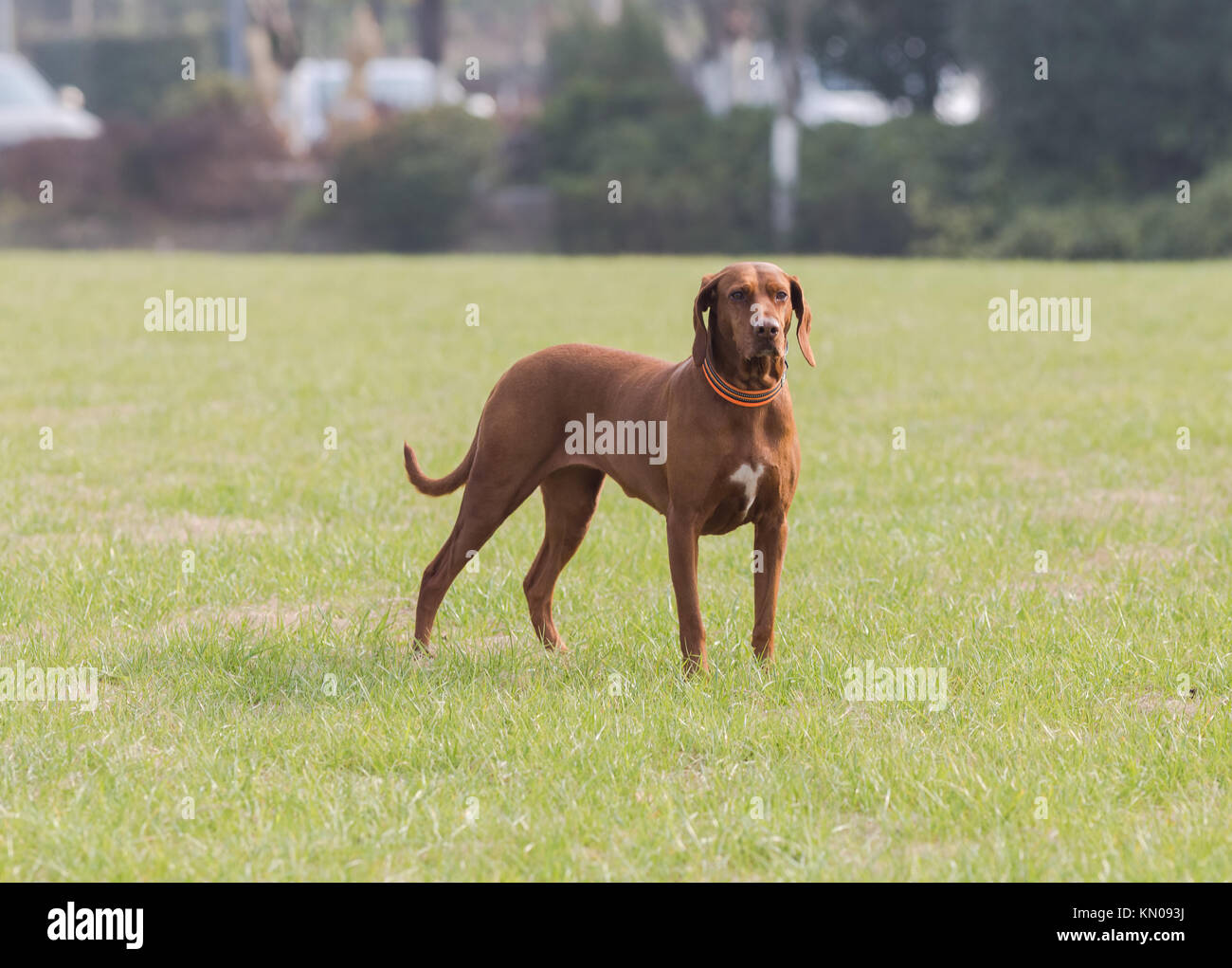 Happy pet dogs playing on Grass in a park Stock Photo - Alamy