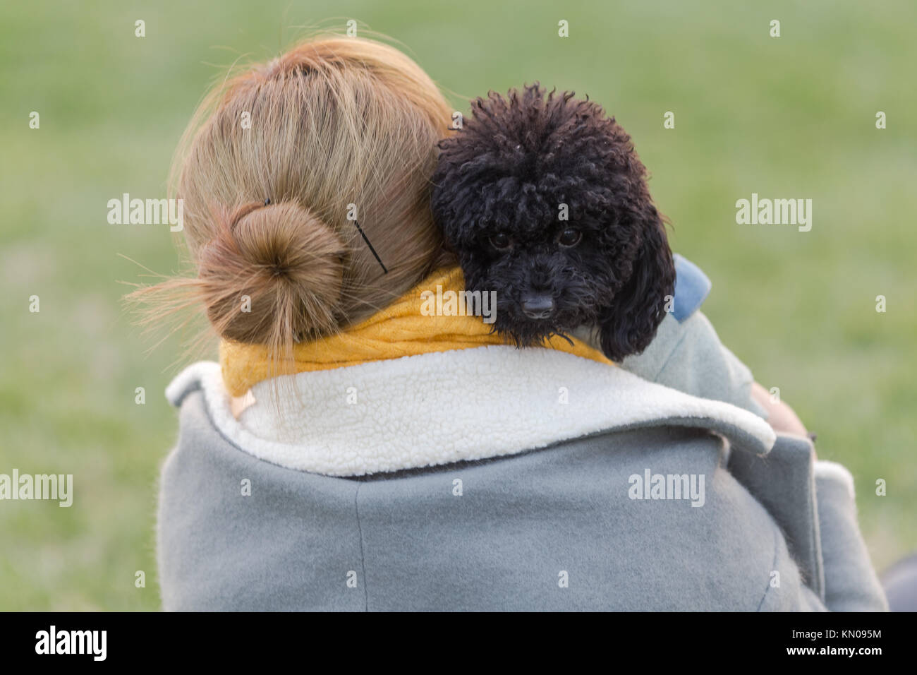 Happy pet dogs playing on Grass in a park Stock Photo - Alamy