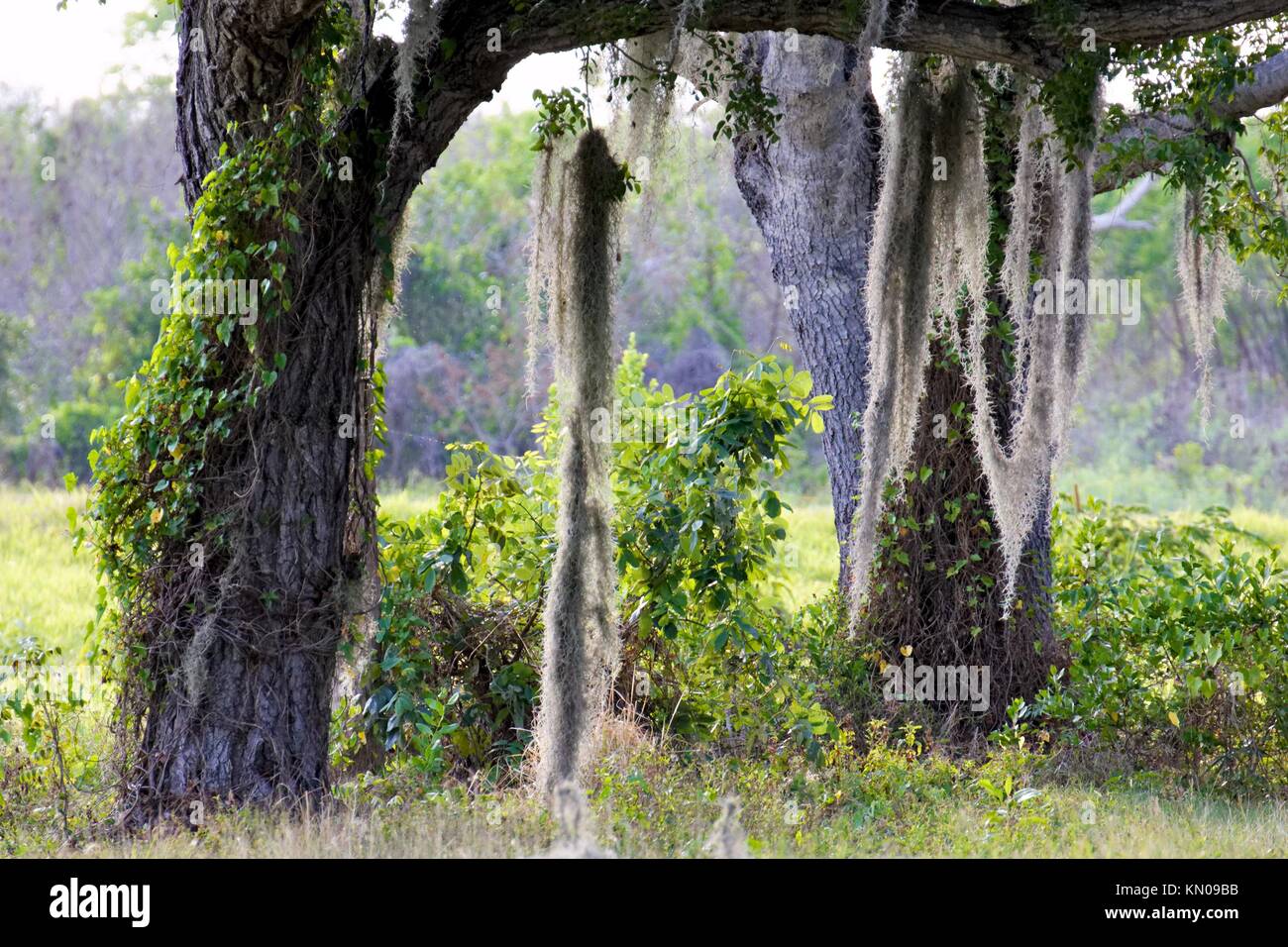 Typical everglades landscape hi-res stock photography and images - Alamy