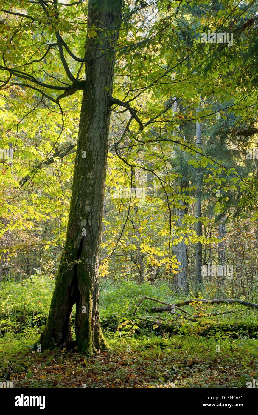 Hornbeam tree hi-res stock photography and images - Alamy