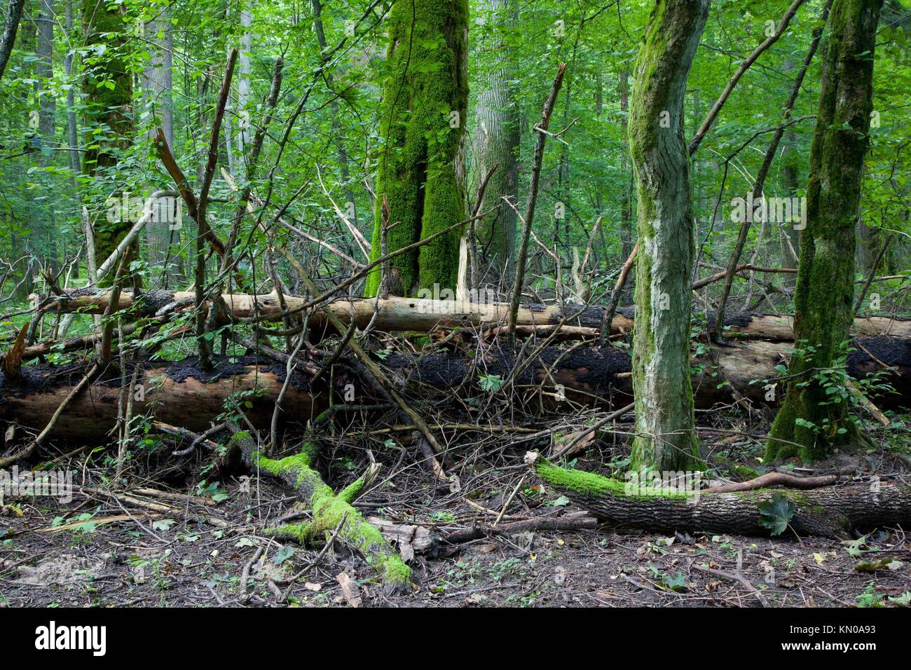 Inside old forest hi-res stock photography and images - Alamy