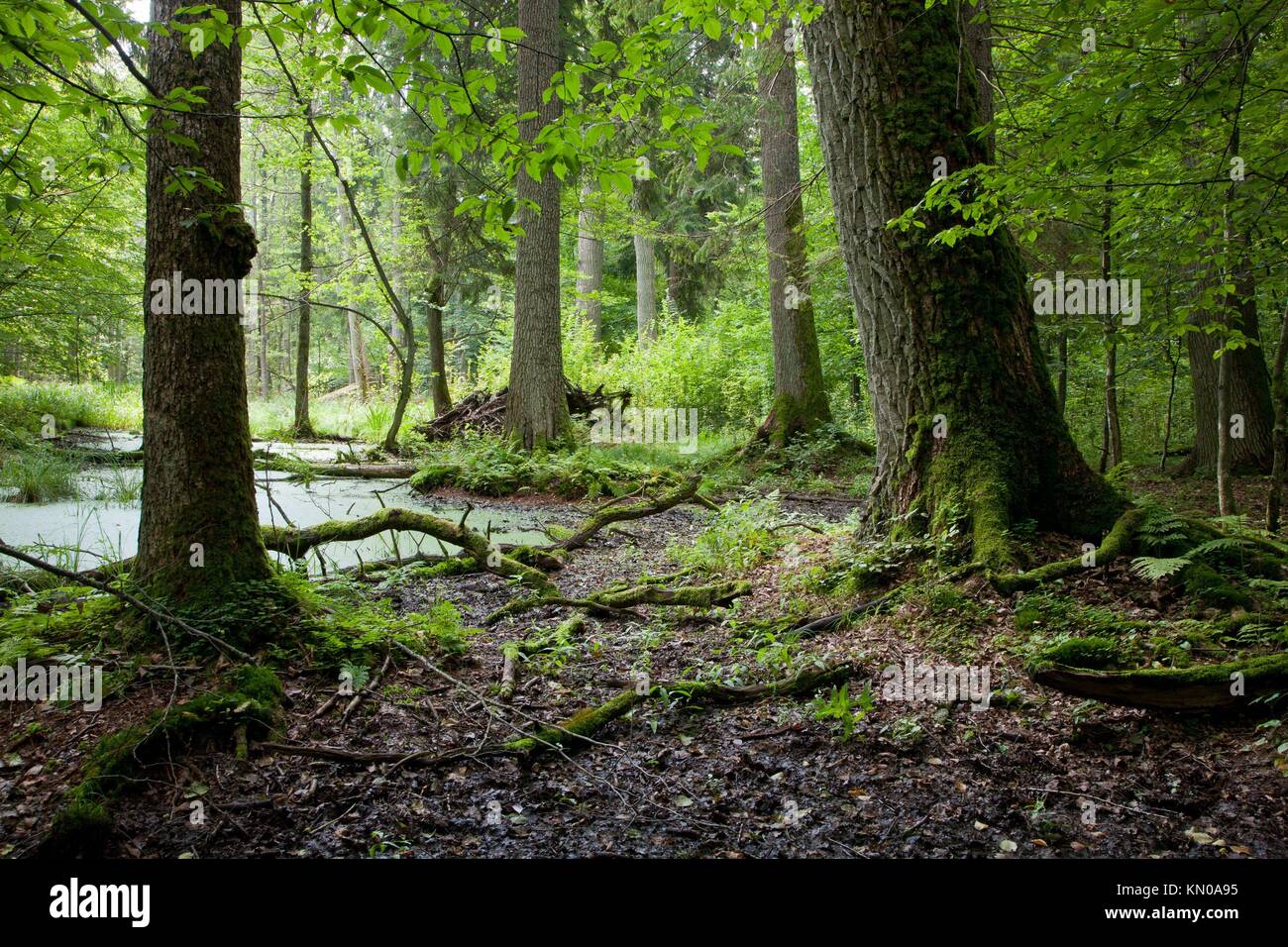 Wet forest landscape hi-res stock photography and images - Alamy