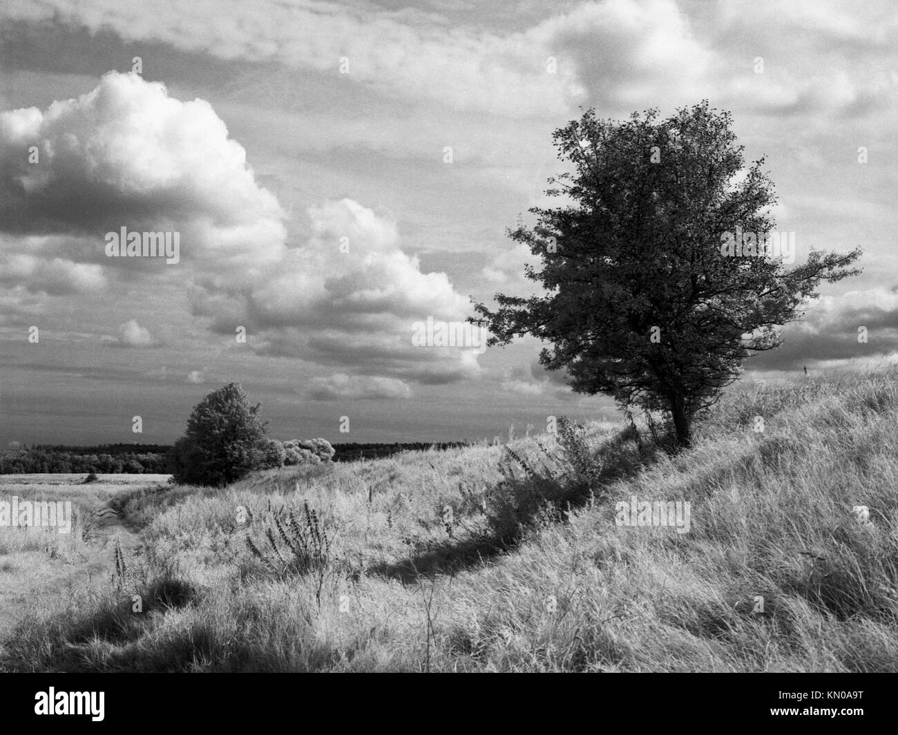 Infrared film Black and White Stock Photos & Images - Alamy