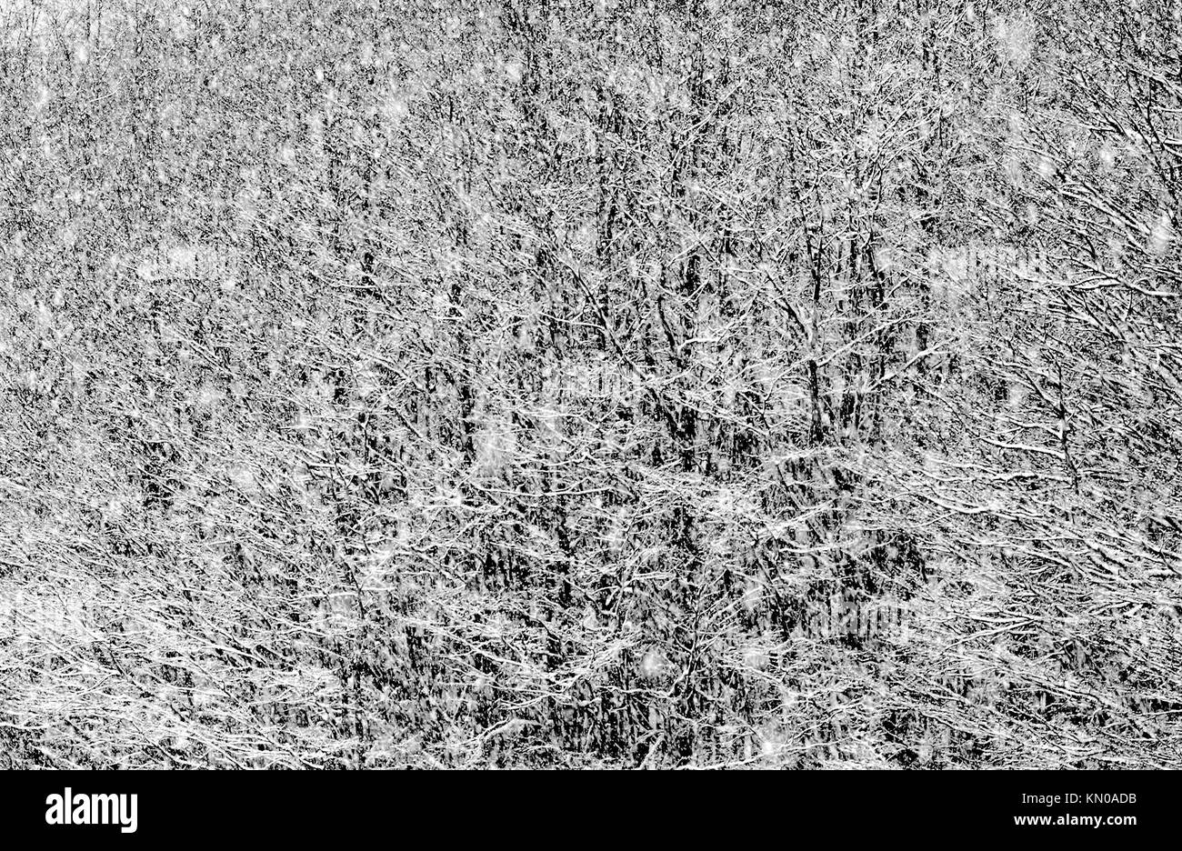 Tree plot hi-res stock photography and images - Alamy