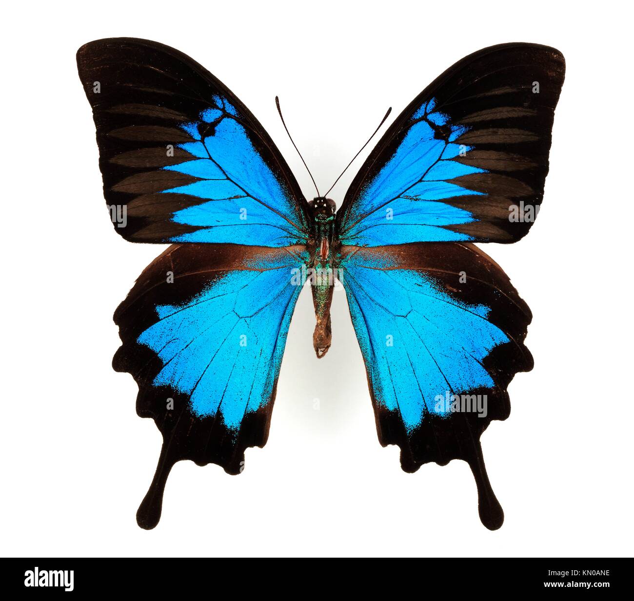 Brilliant blue butterfly Cut Out Stock Images & Pictures - Alamy