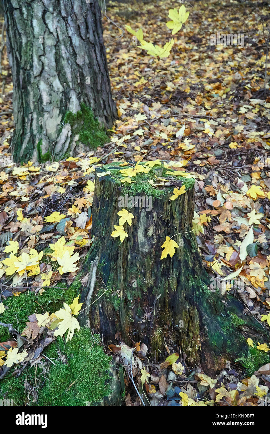 Falling leaves and an old tree trunk in the forest during autumn in ...