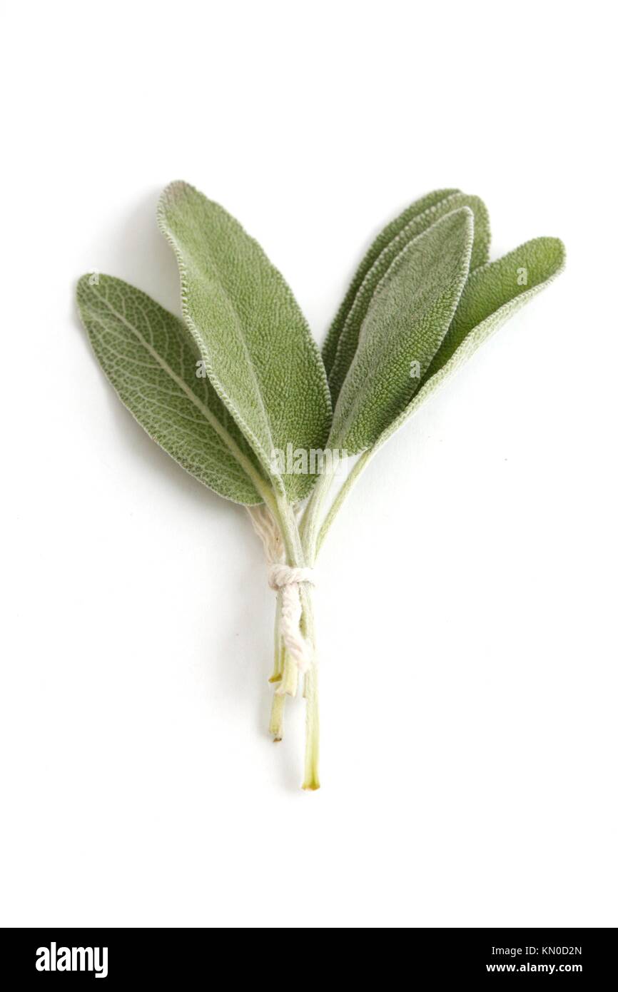 Sage isolated white background hi-res stock photography and images - Alamy