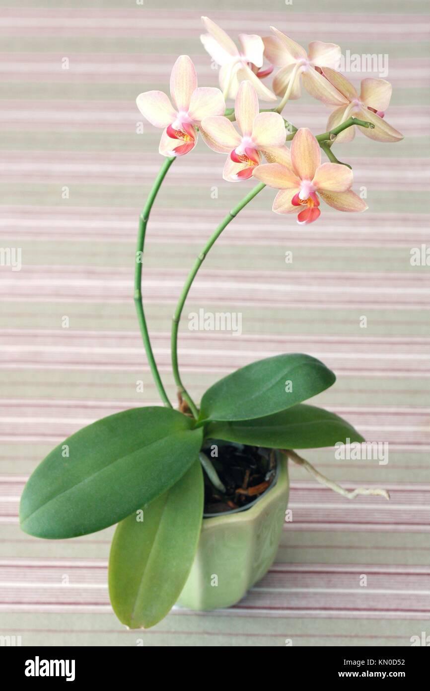 Iris red orchid hi-res stock photography and images - Alamy