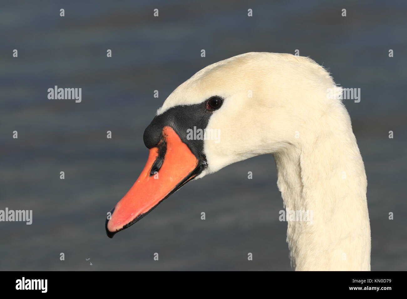 Swan's close up Stock Photo - Alamy