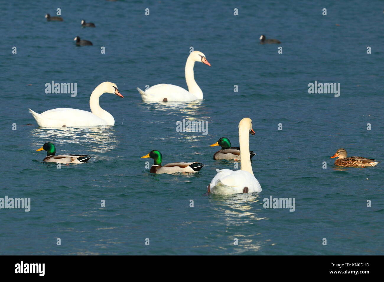 Water birds on the lake Stock Photo - Alamy