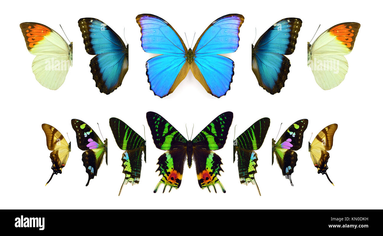 Collection of rainforest butterflies hi-res stock photography and ...
