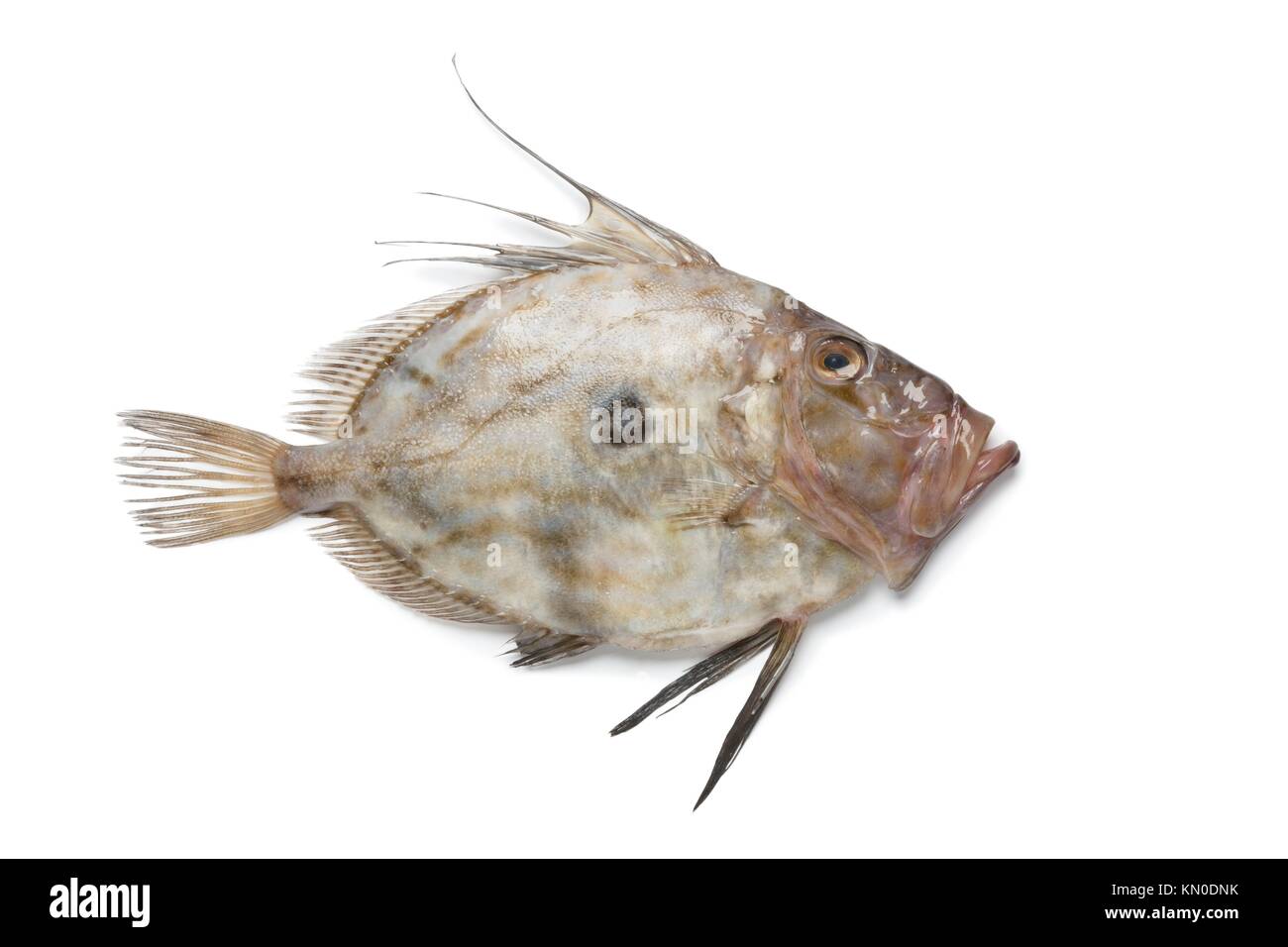 Fresh john dory fish hi-res stock photography and images - Alamy