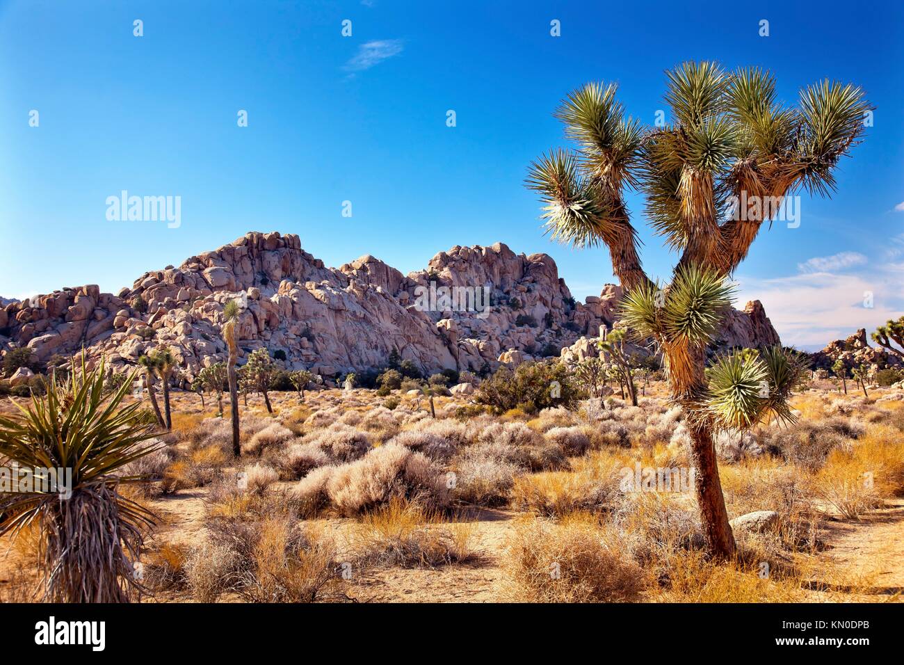 Desert tree name hi-res stock photography and images - Alamy