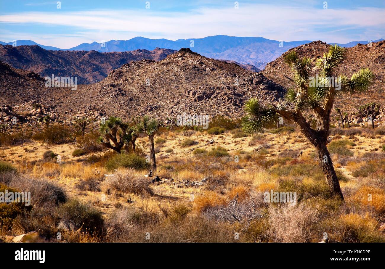 Desert tree name hi-res stock photography and images - Alamy