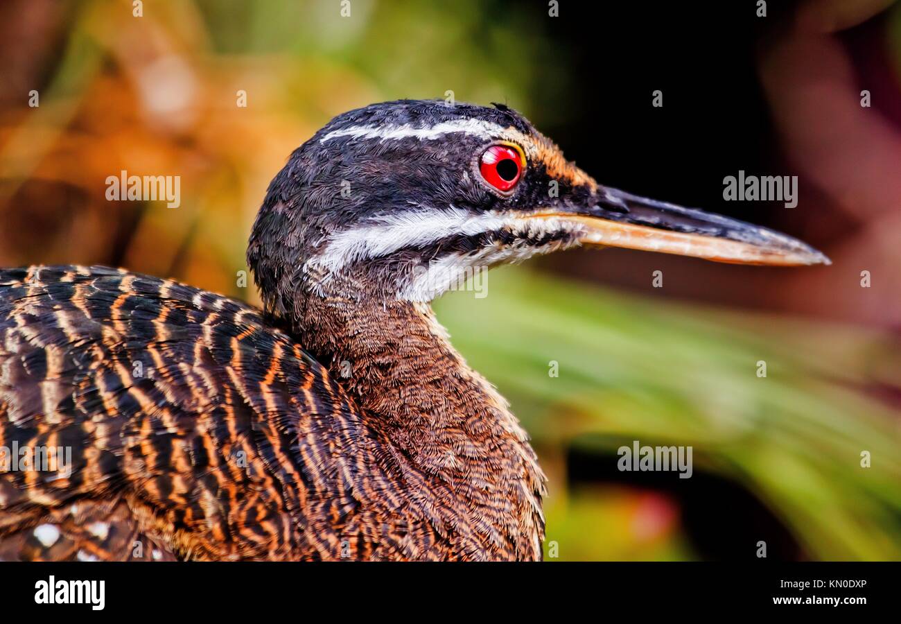 Sunbittern wing hi-res stock photography and images - Alamy