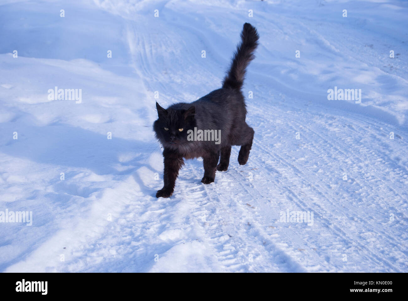 Snow running cat hi-res stock photography and images - Alamy