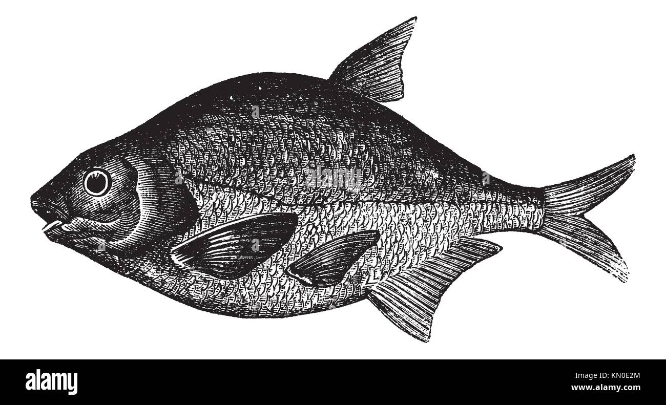 Common Bream Freshwater Bream Carp High Resolution Stock Photography ...
