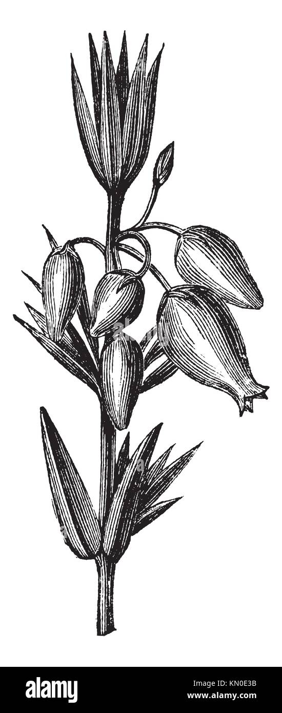 Erica flower drawing Cut Out Stock Images & Pictures - Alamy