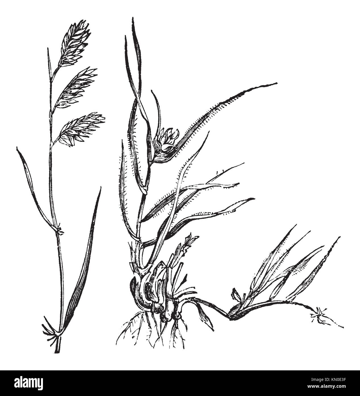 Prairie Grass Drawing